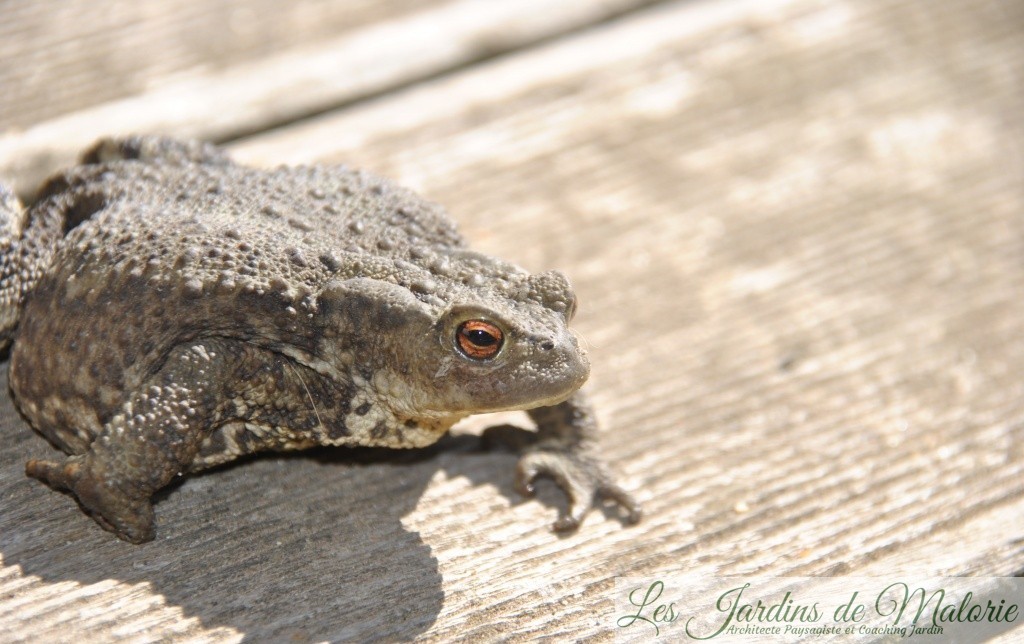 Crapaud - Les Jardins de Malorie