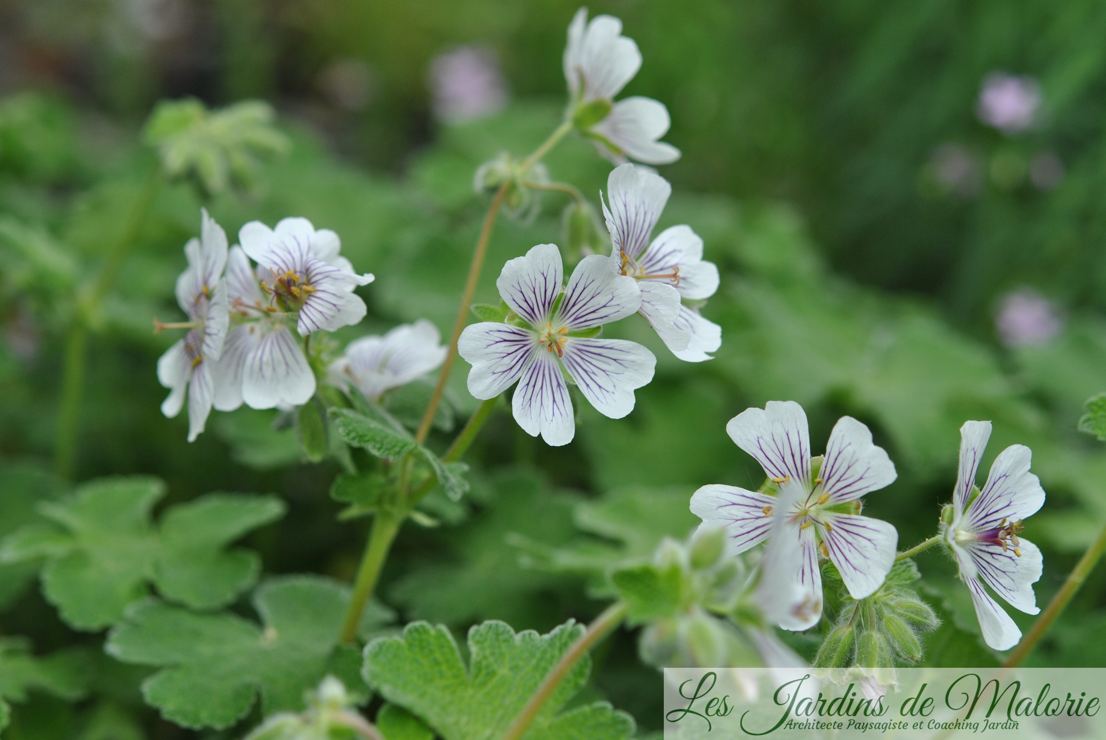 Géranium renardii - Les Jardins de Malorie