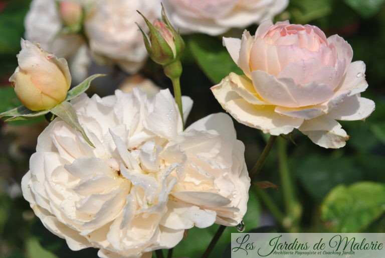 Focus sur le rosier 'Gentle Hermione' - Les Jardins de Malorie