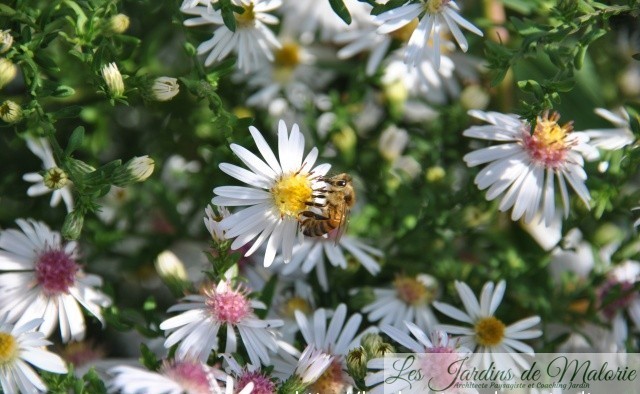La folie des asters - Les Jardins de Malorie