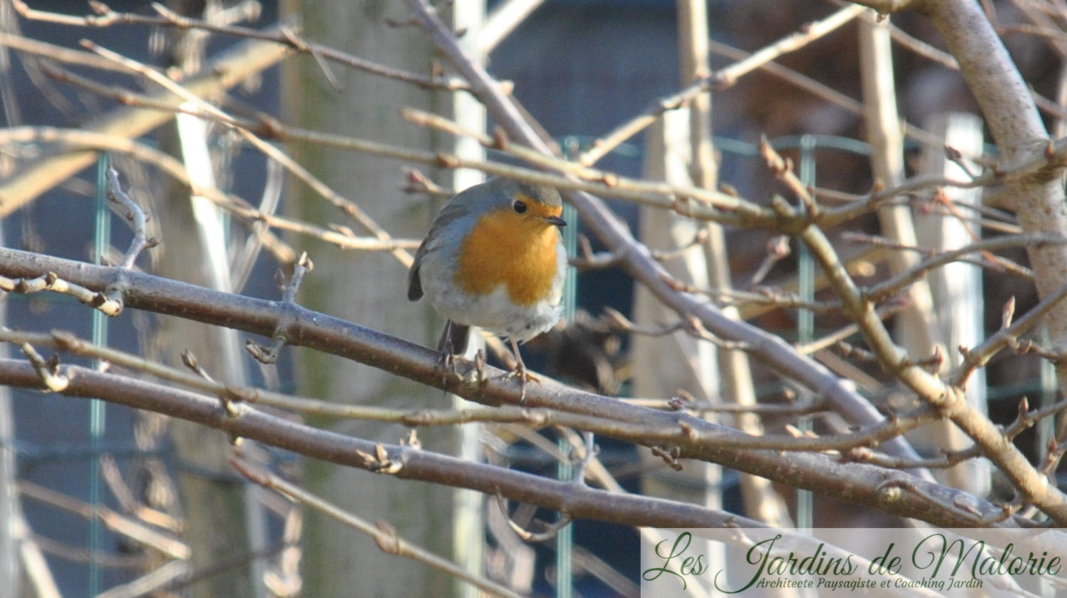 rouge gorge oiseau - Les Jardins de Malorie