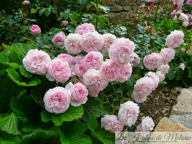 Cultiver un rosier en pot - Les Jardins de Malorie