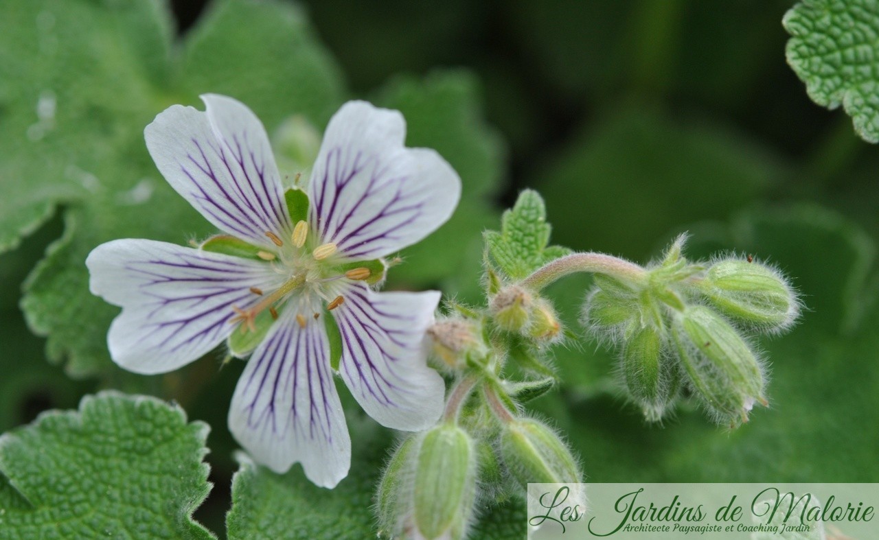 Géranium renardii et renardii 'Stéphanie' - Les Jardins de Malorie