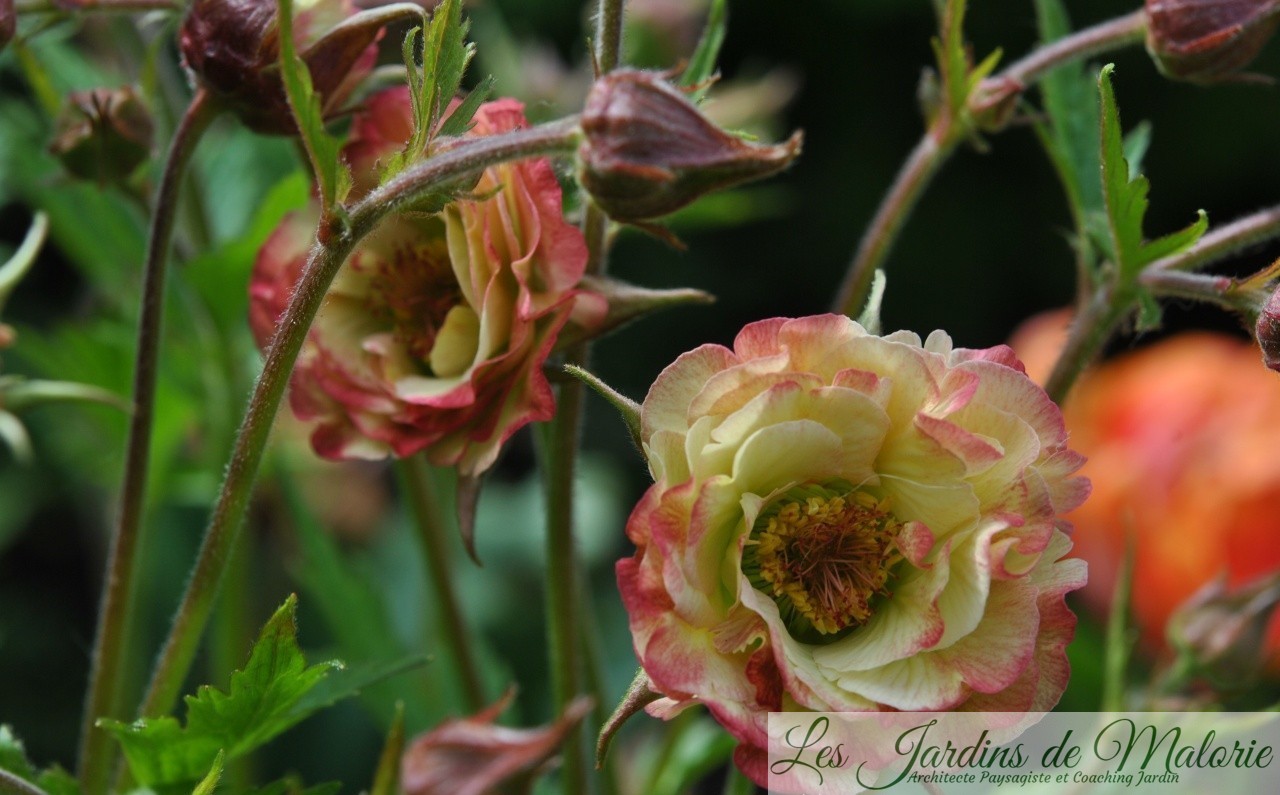 Geum 'Cosmopolitan' - Les Jardins de Malorie
