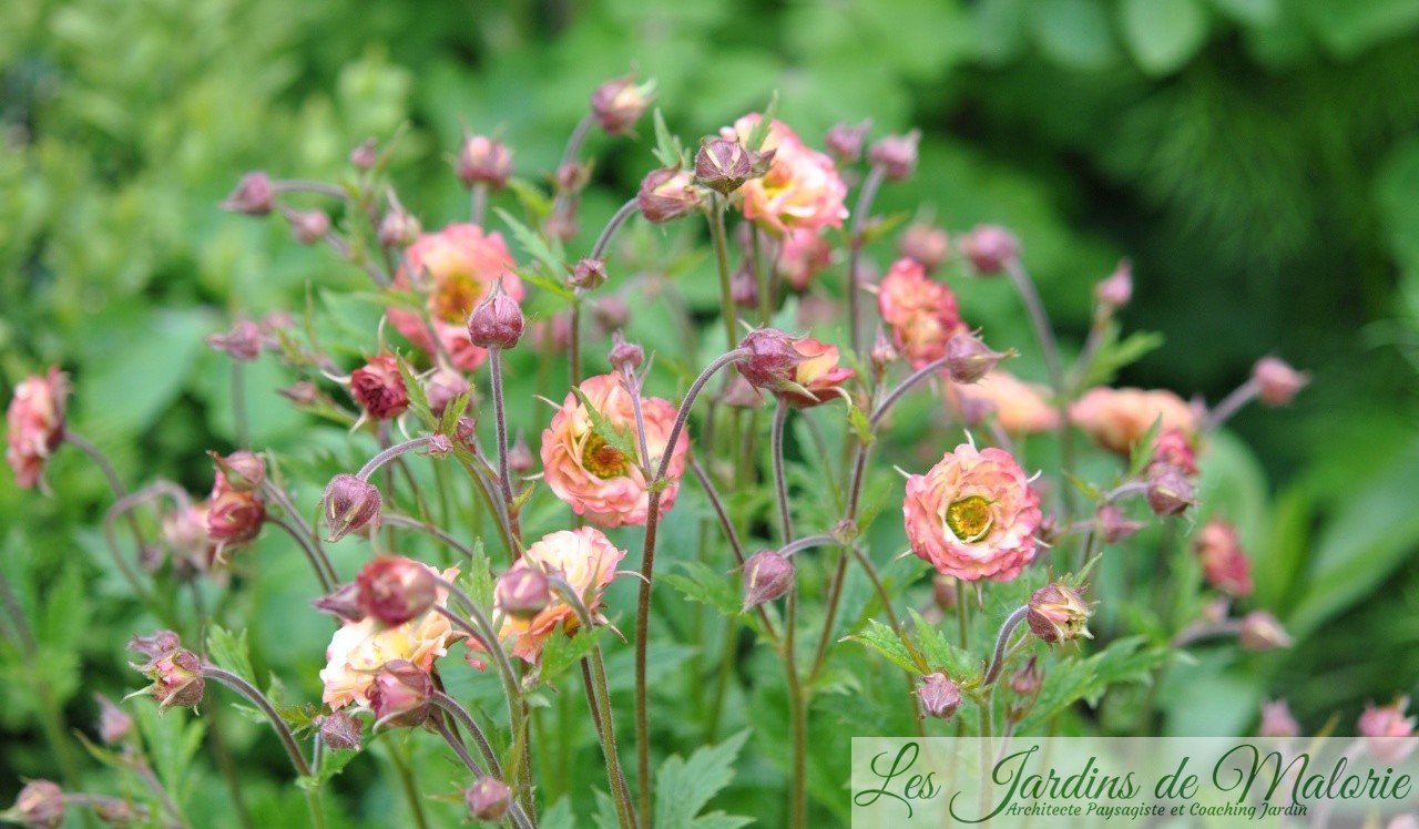 Geum 'Cosmopolitan' - Les Jardins de Malorie