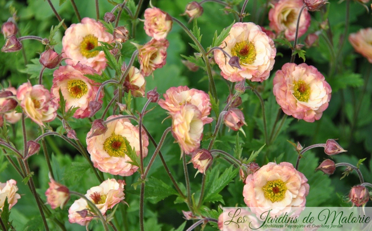 Geum 'Cosmopolitan' - Les Jardins de Malorie