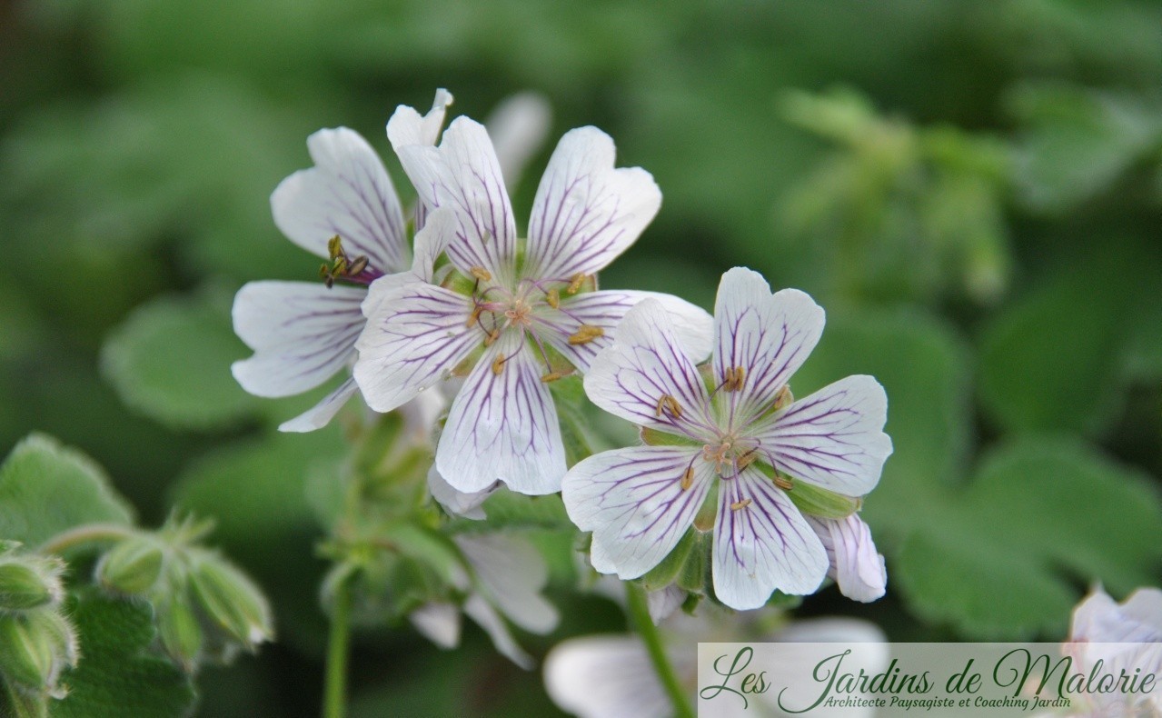 Géranium renardii et renardii 'Stéphanie' - Les Jardins de Malorie