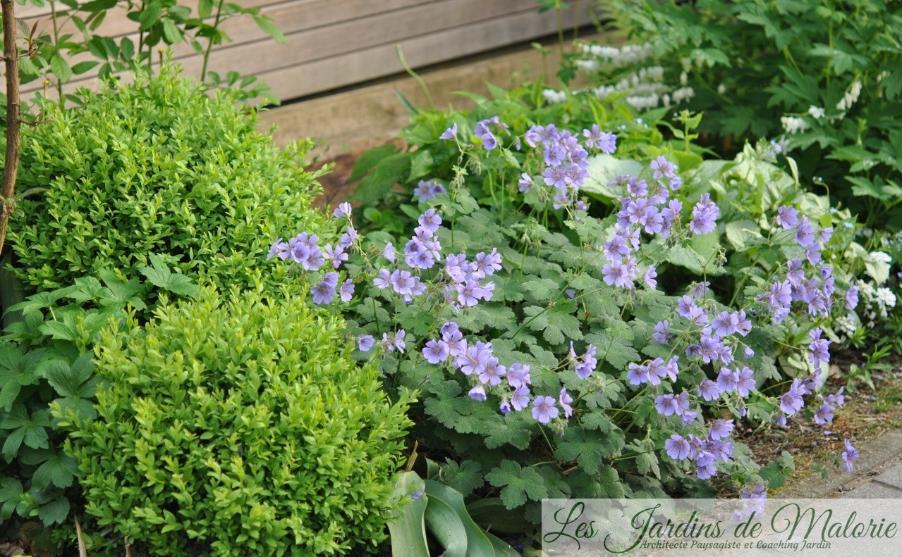 Géranium renardii et renardii 'Stéphanie' - Les Jardins de Malorie