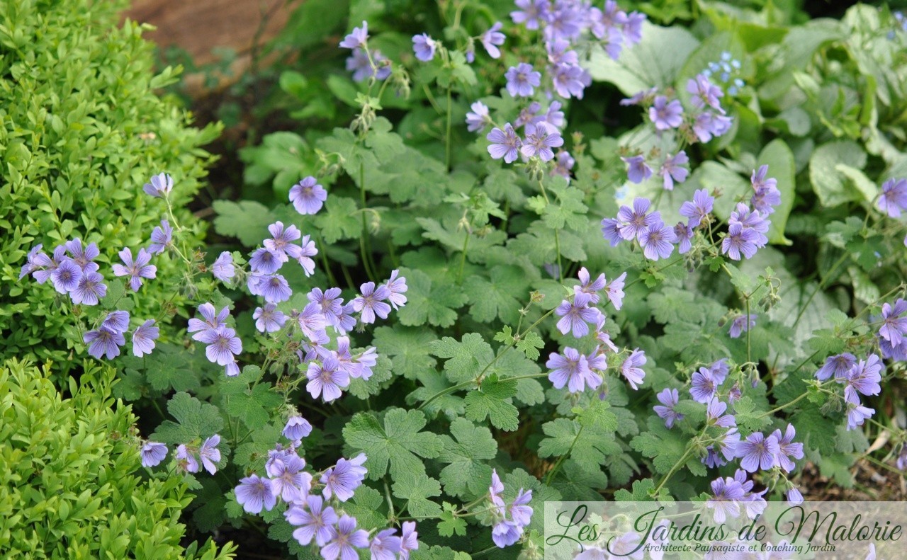 Géranium renardii et renardii 'Stéphanie' - Les Jardins de Malorie