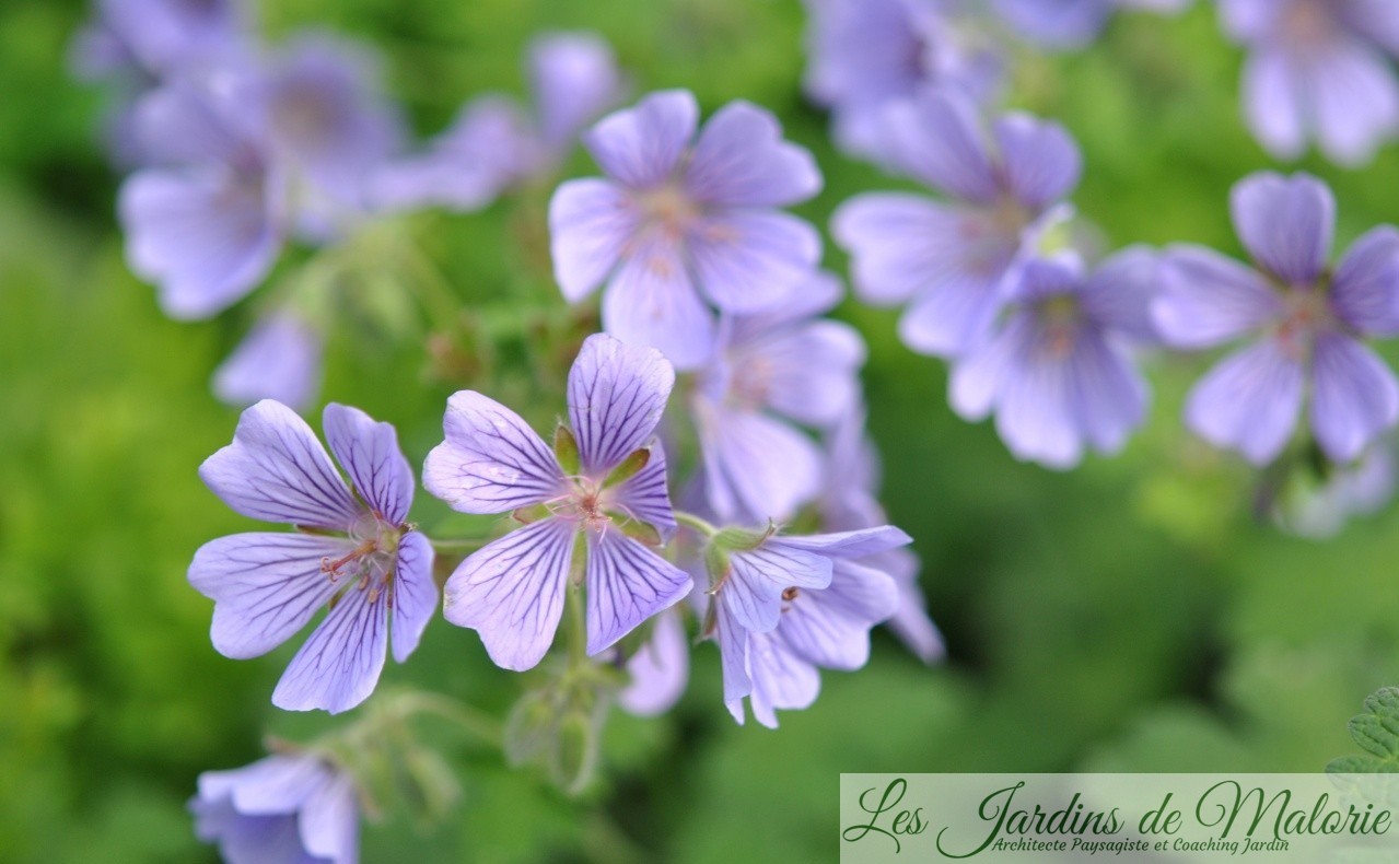 Géranium renardii et renardii 'Stéphanie' - Les Jardins de Malorie
