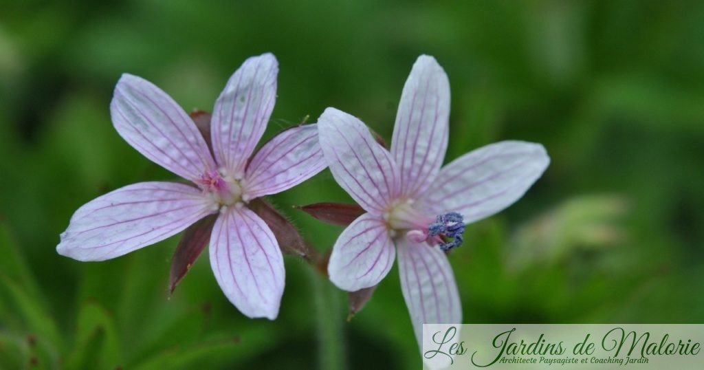 Géranium asphodéloides - Les Jardins de Malorie