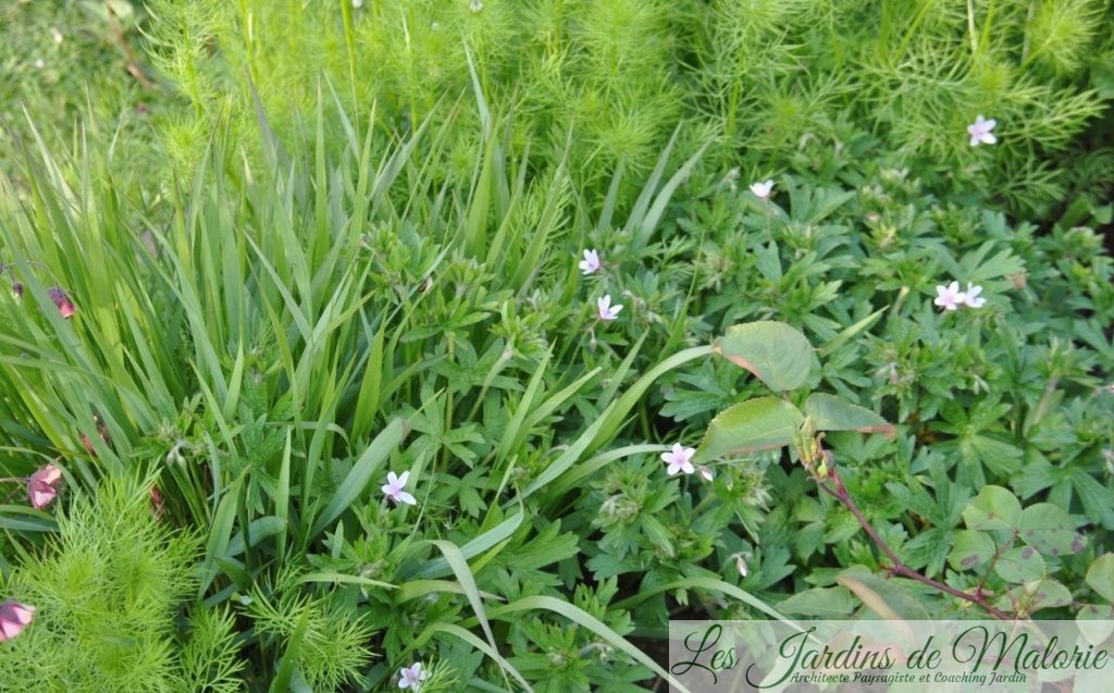 Géranium asphodéloides - Les Jardins de Malorie