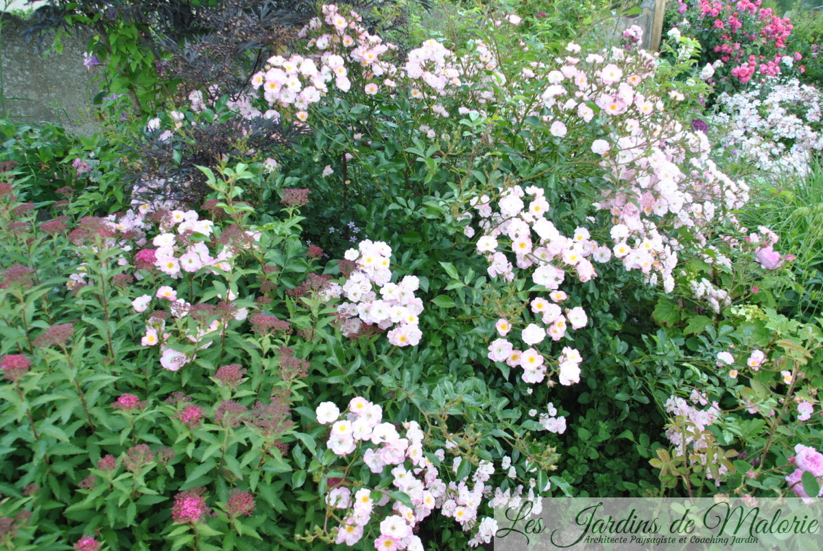 rosa 'Castor' - Les Jardins de Malorie