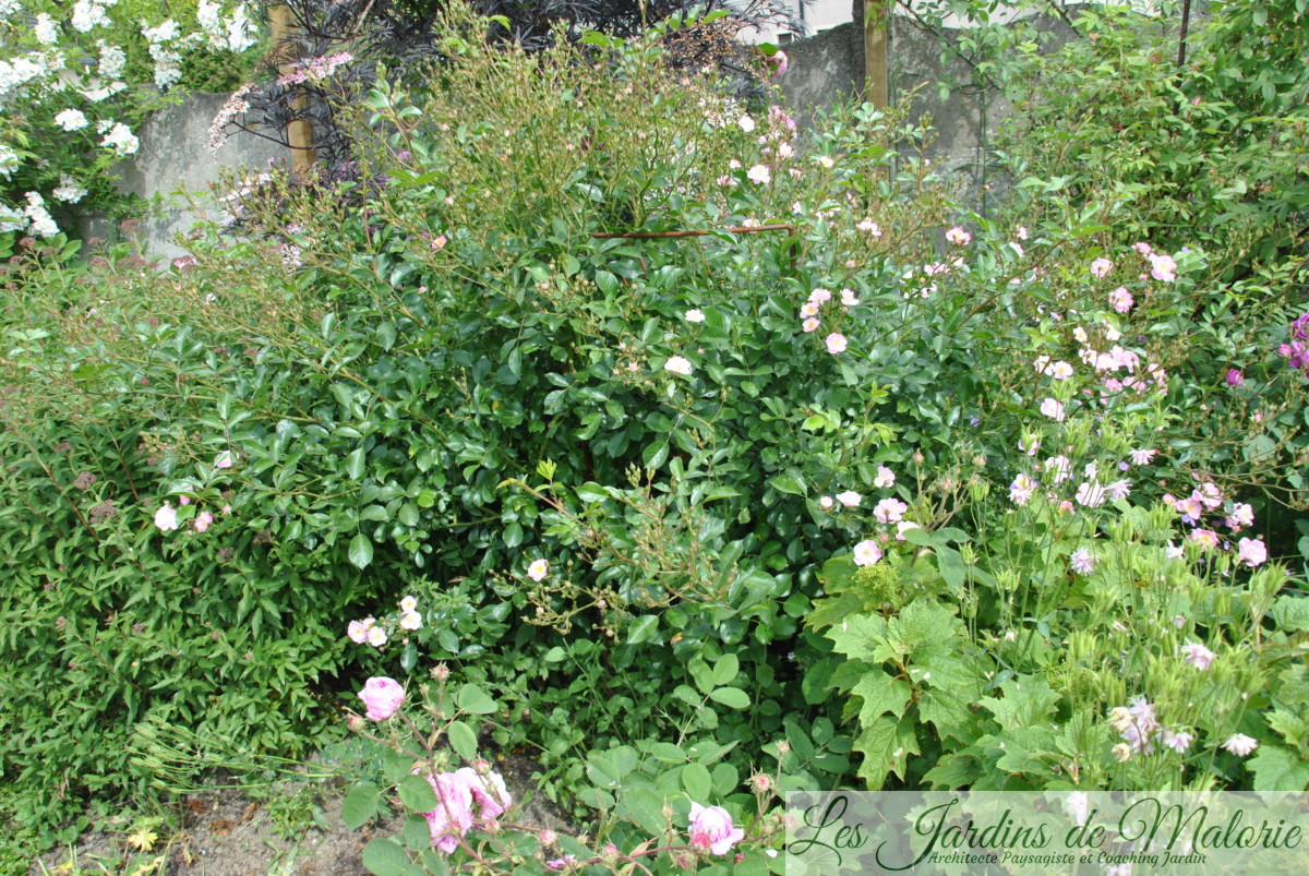 rosa 'Castor' - Les Jardins de Malorie