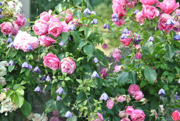 théo clématis Little bas - Les Jardins de Malorie