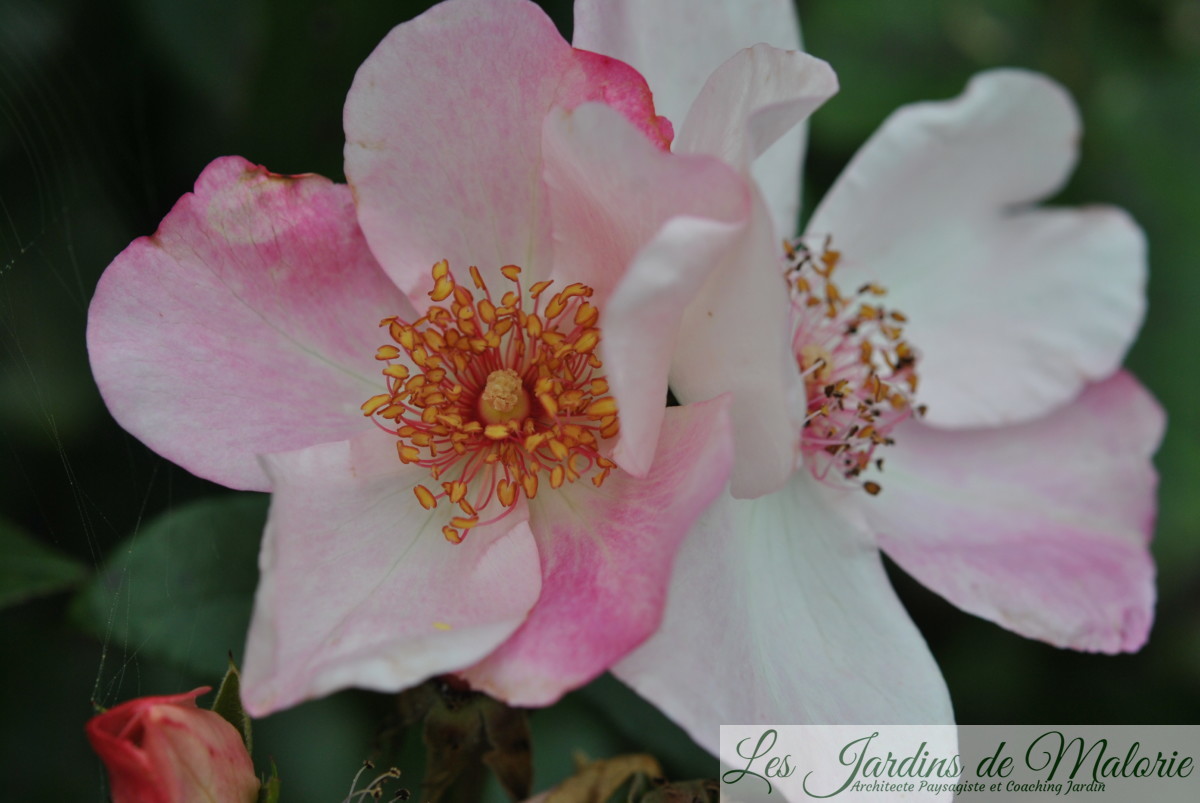 rosa 'Astronomia' - Les Jardins de Malorie