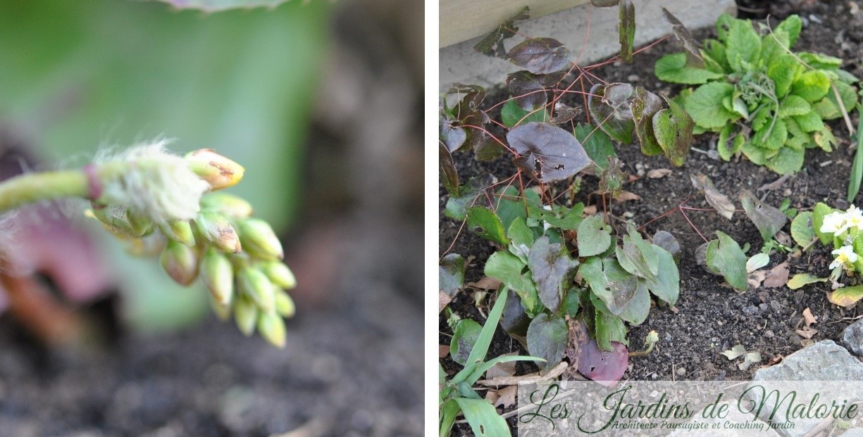 2016-03-285 - Les Jardins de Malorie