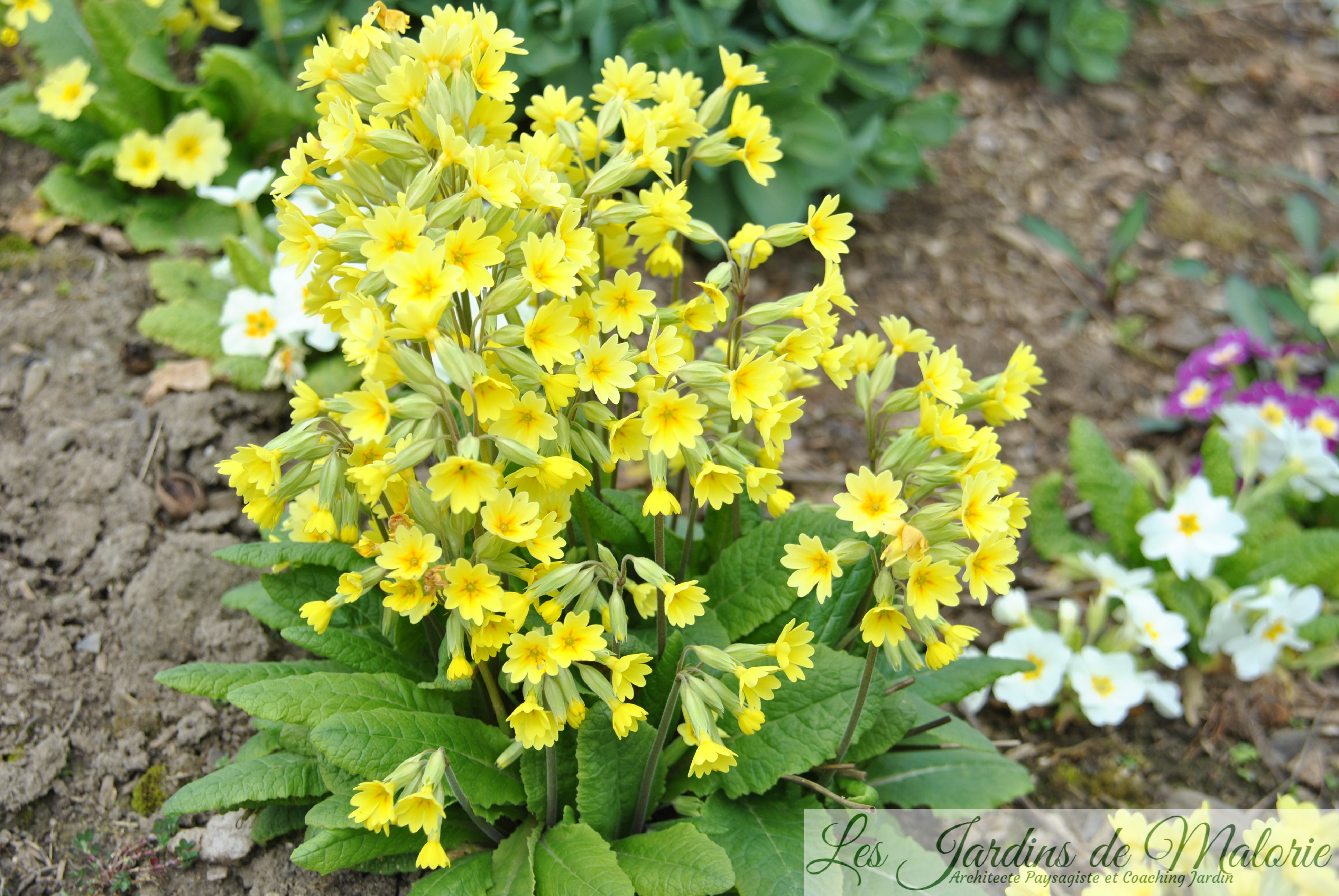 primula veris ou "coucou" sauvage, chez mes parents - Les Jardins de ...