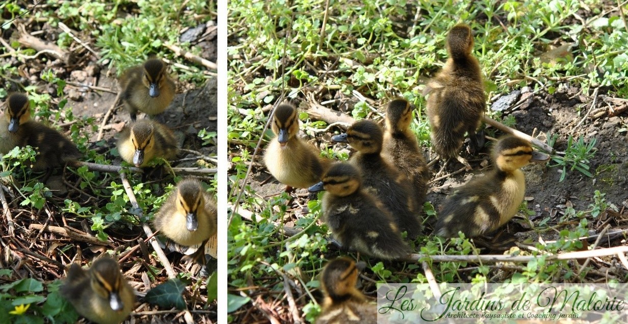 Maman cane et ses canetons - Les Jardins de Malorie