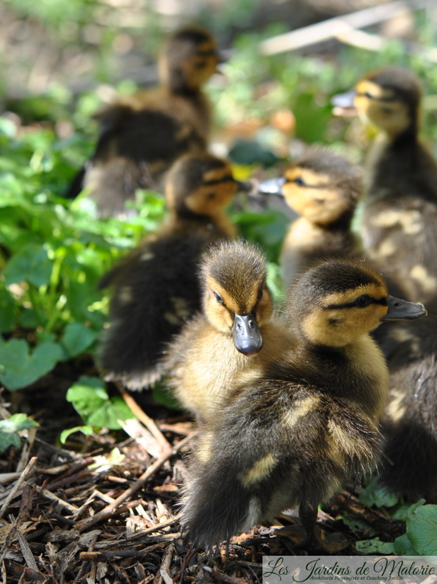 Maman cane et ses canetons - Les Jardins de Malorie