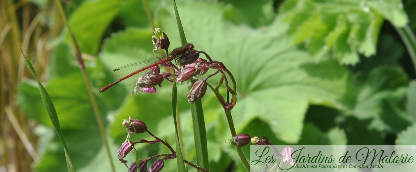 bassin demoiselle - Les Jardins de Malorie