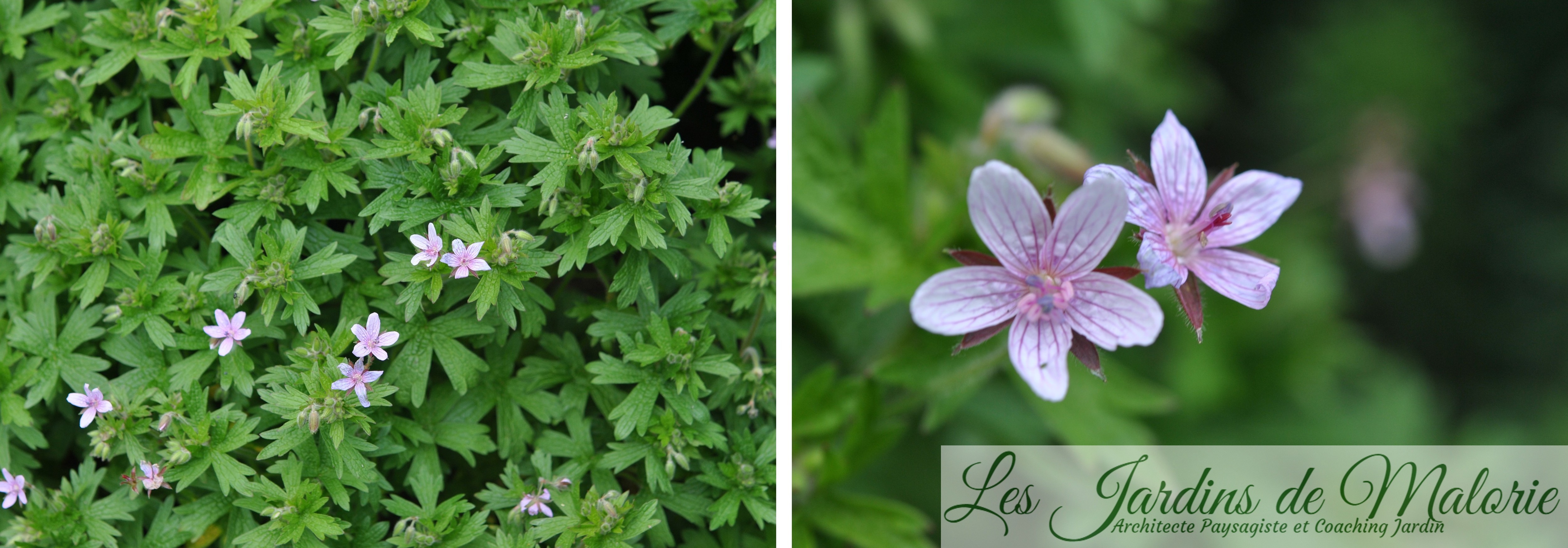 géranium asphodeloides - Les Jardins de Malorie