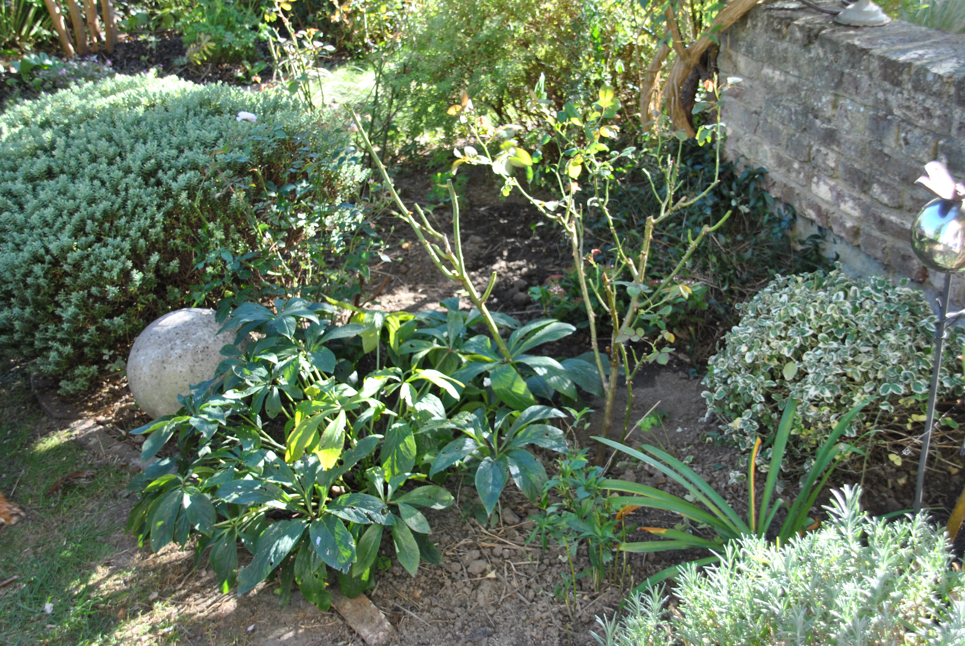 plantation laurier tin massif muret - Les Jardins de Malorie