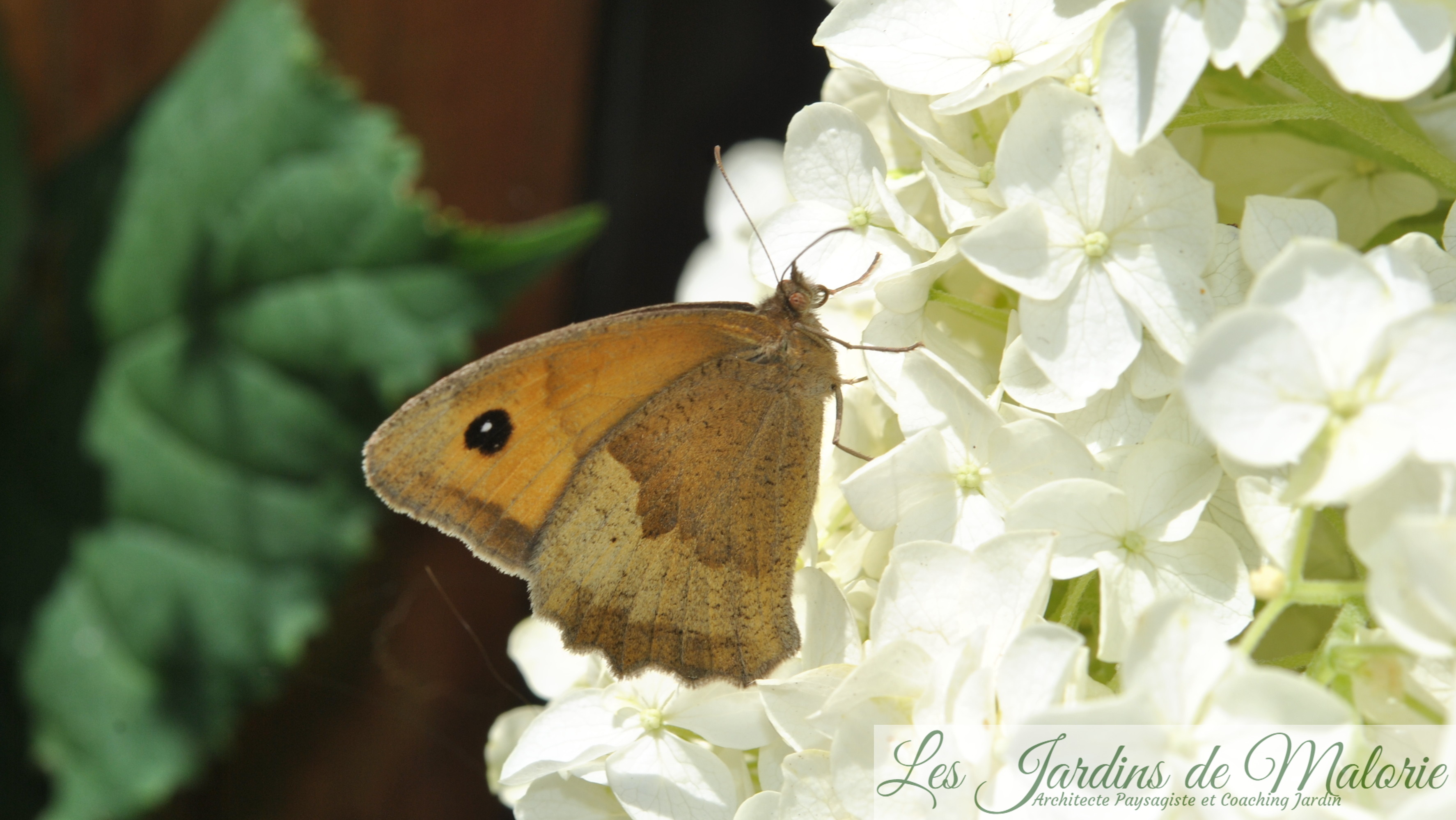 papillon Myrtil, sur hydrangea 'Annabelle' - Les Jardins de Malorie