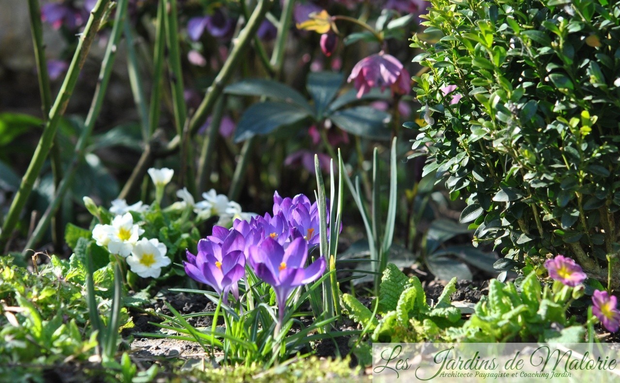 Chroniques de mon jardin: Bientôt le printemps! - Les Jardins de Malorie