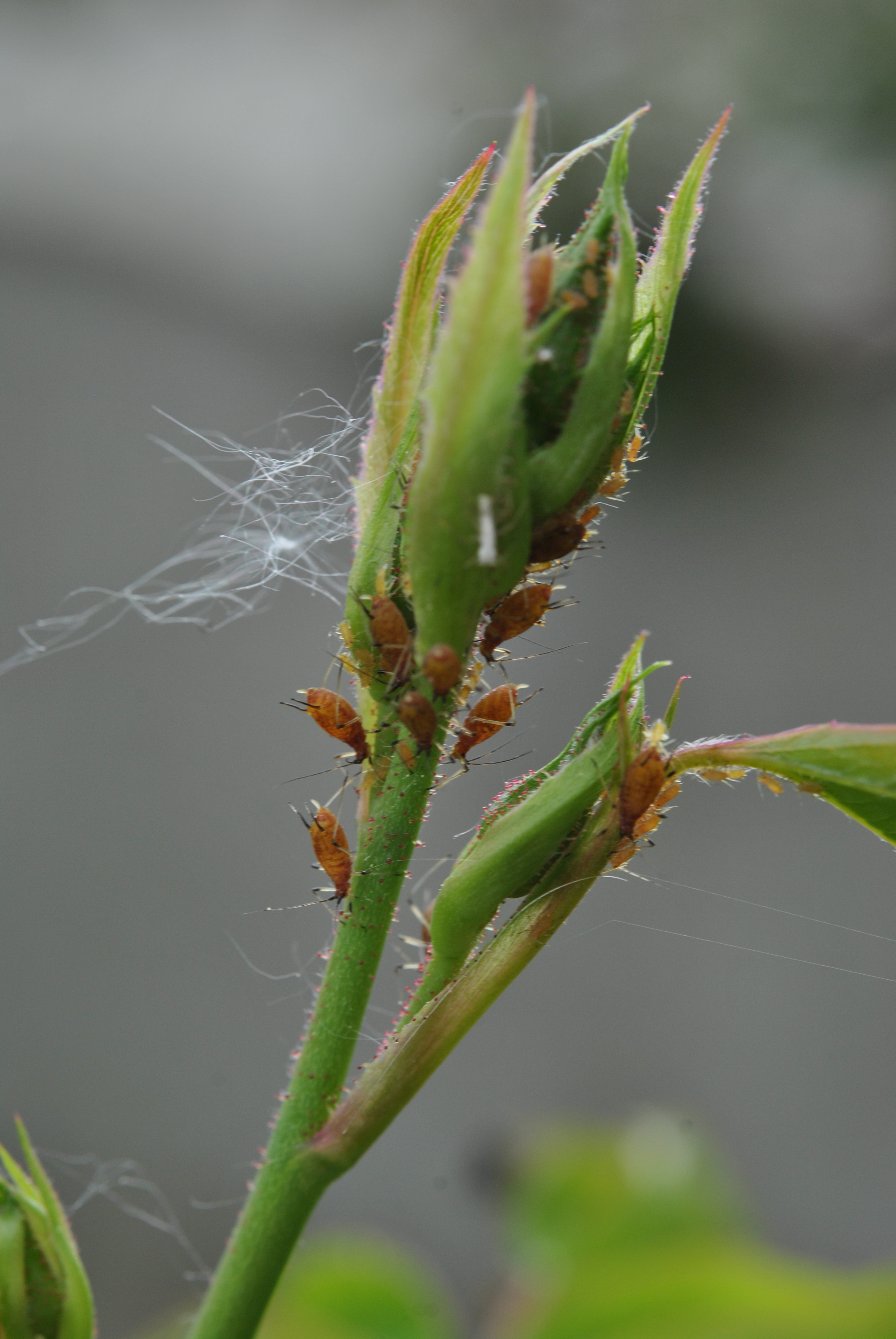 pucerons boutons de rose - Les Jardins de Malorie