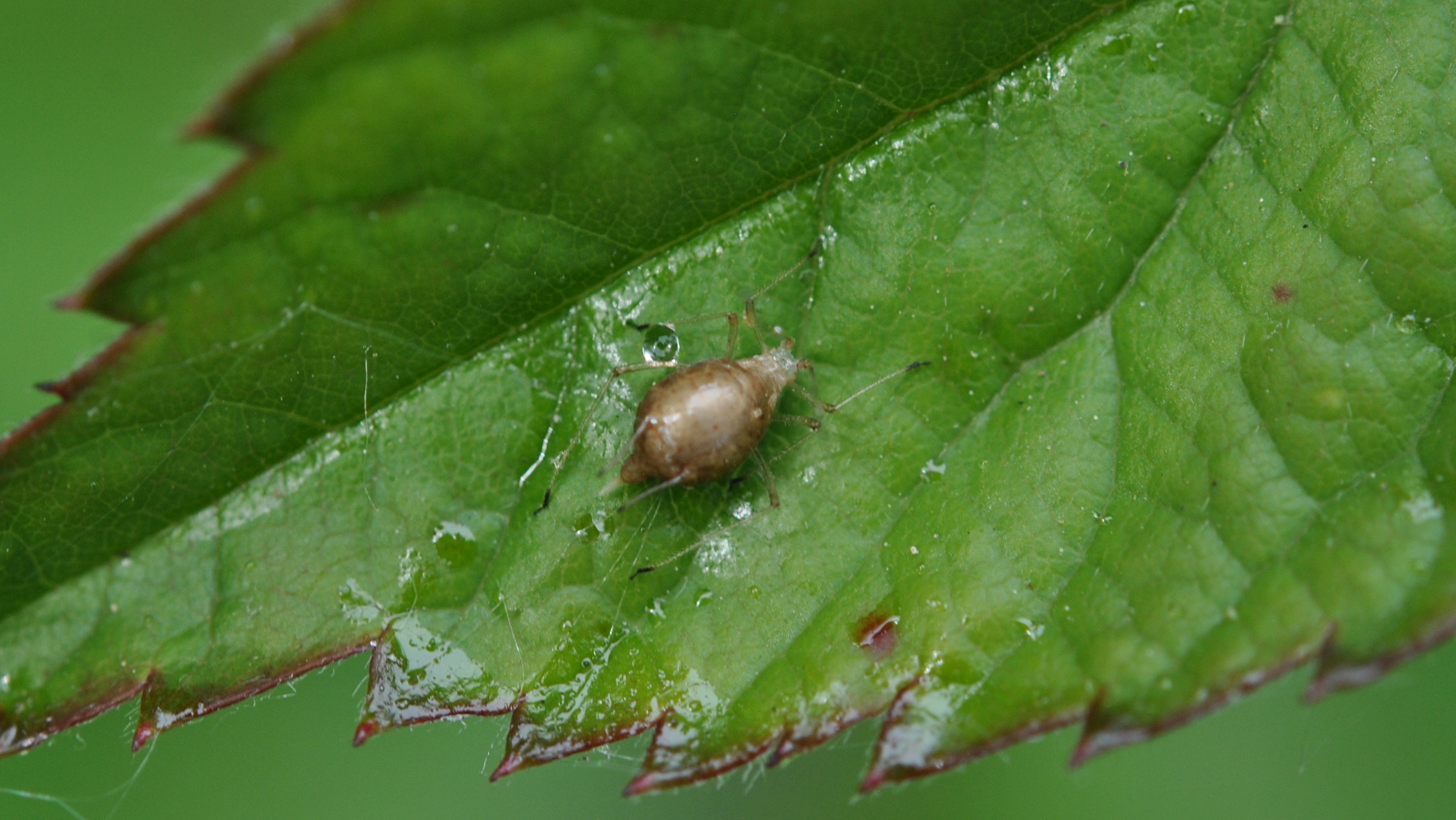 puceron obèse parasite - Les Jardins de Malorie