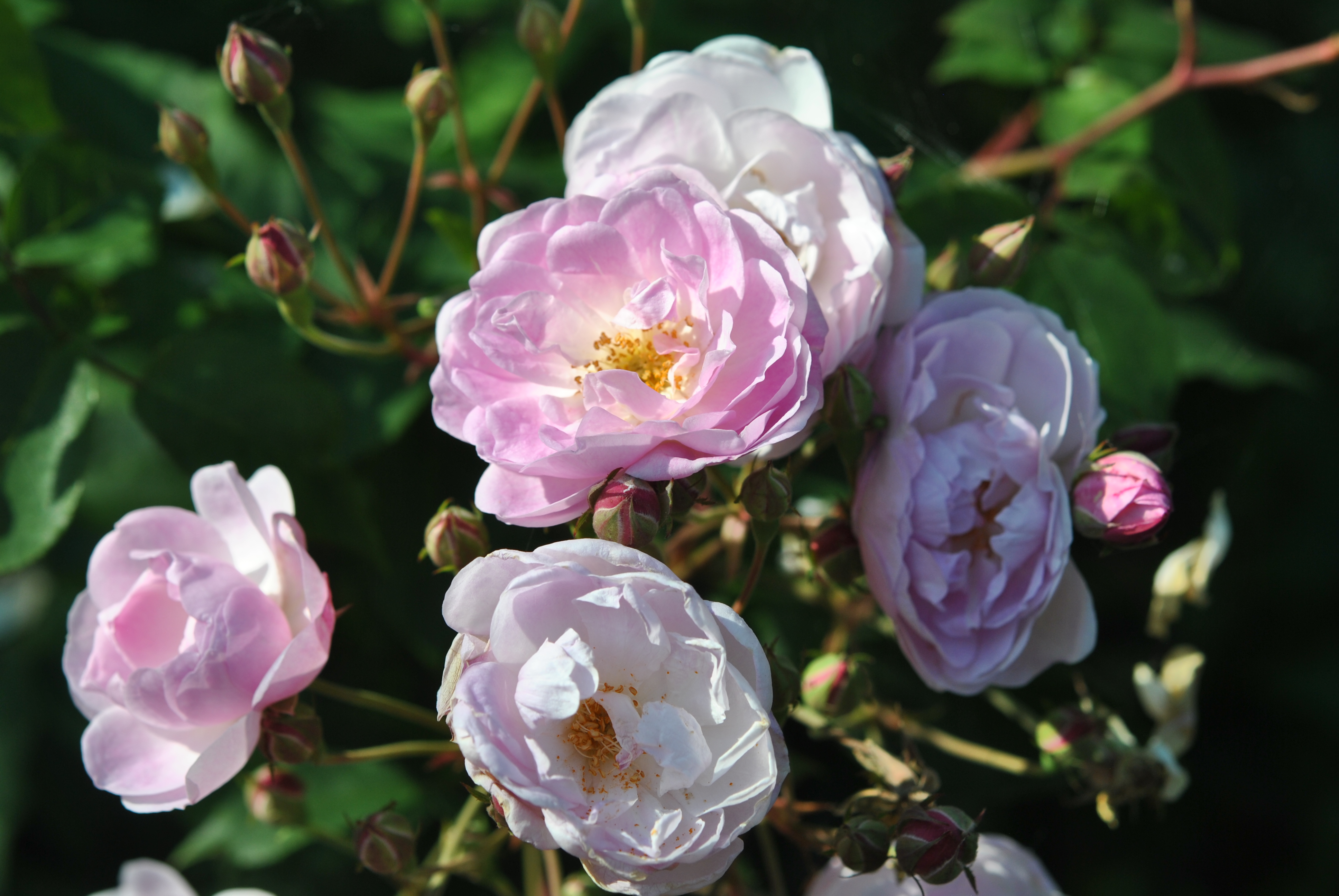 rosa 'Blush Noisette' - Les Jardins de Malorie