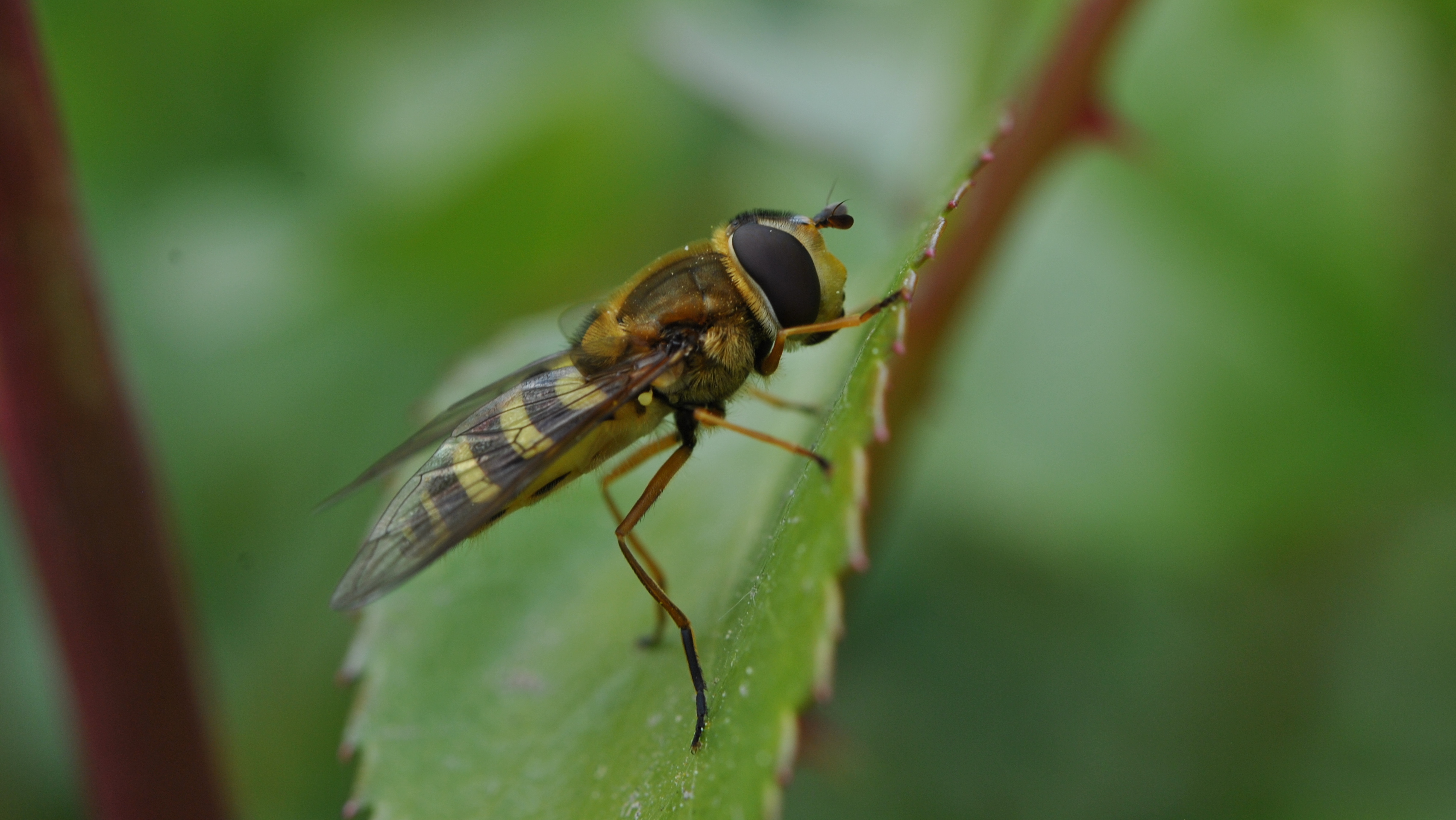 insecte syrphe - Les Jardins de Malorie