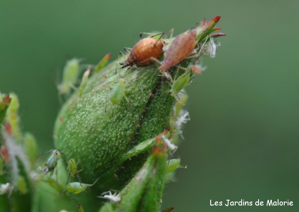 Des pucerons sur les fleurs - Les Jardins de Malorie