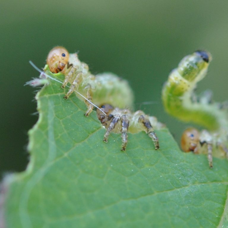 larves de tenthrède parasite rosier - Les Jardins de Malorie