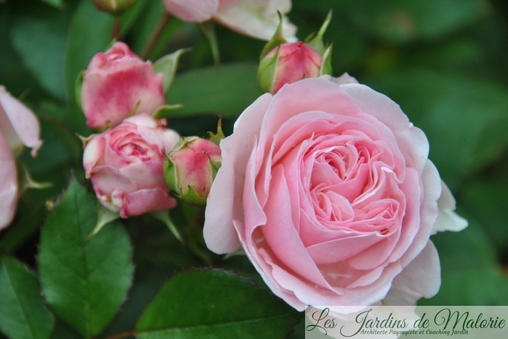 Focus sur le rosier 'Maria Theresia' - Les Jardins de Malorie