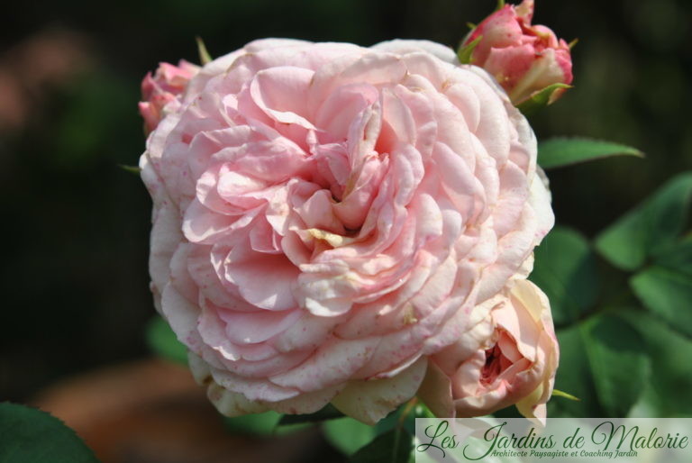 Focus sur le rosier 'Maria Theresia' - Les Jardins de Malorie