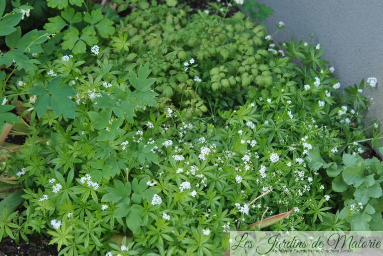 Aspérule odorante - Les Jardins de Malorie