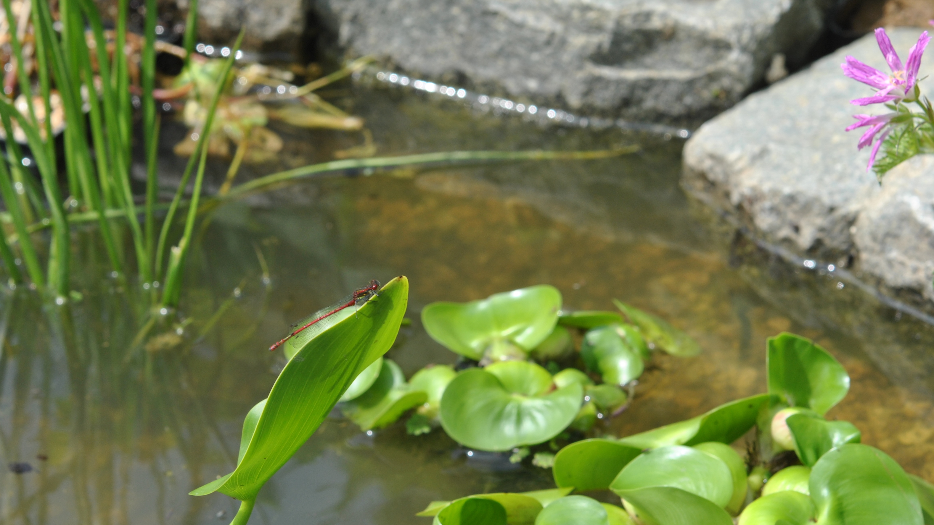 bassin demoiselle - Les Jardins de Malorie