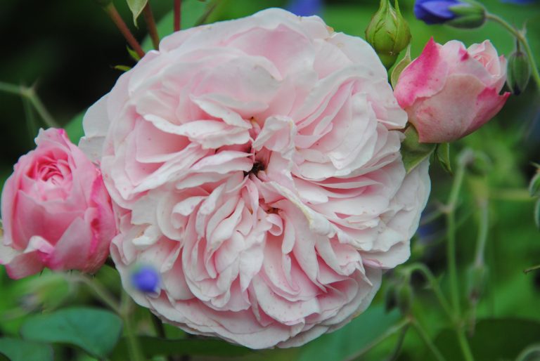 Focus sur le rosier 'Maria Theresia' - Les Jardins de Malorie