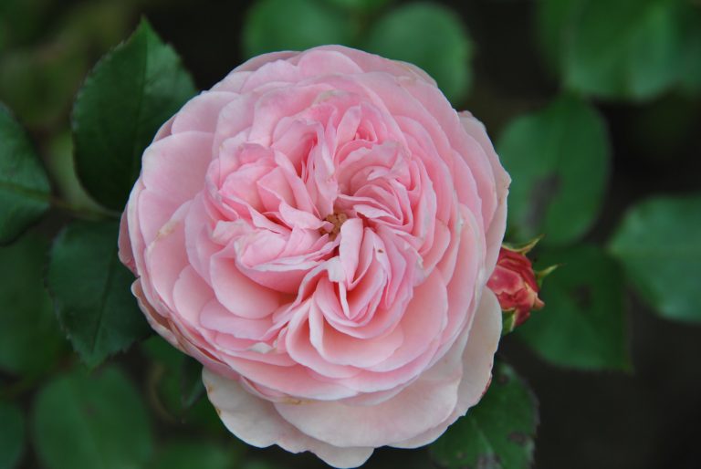 Focus sur le rosier 'Maria Theresia' - Les Jardins de Malorie