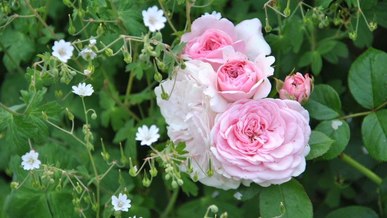 Focus sur le rosier 'Maria Theresia' - Les Jardins de Malorie