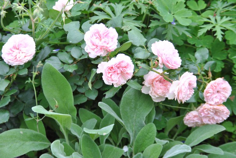 Focus sur le rosier 'Maria Theresia' - Les Jardins de Malorie