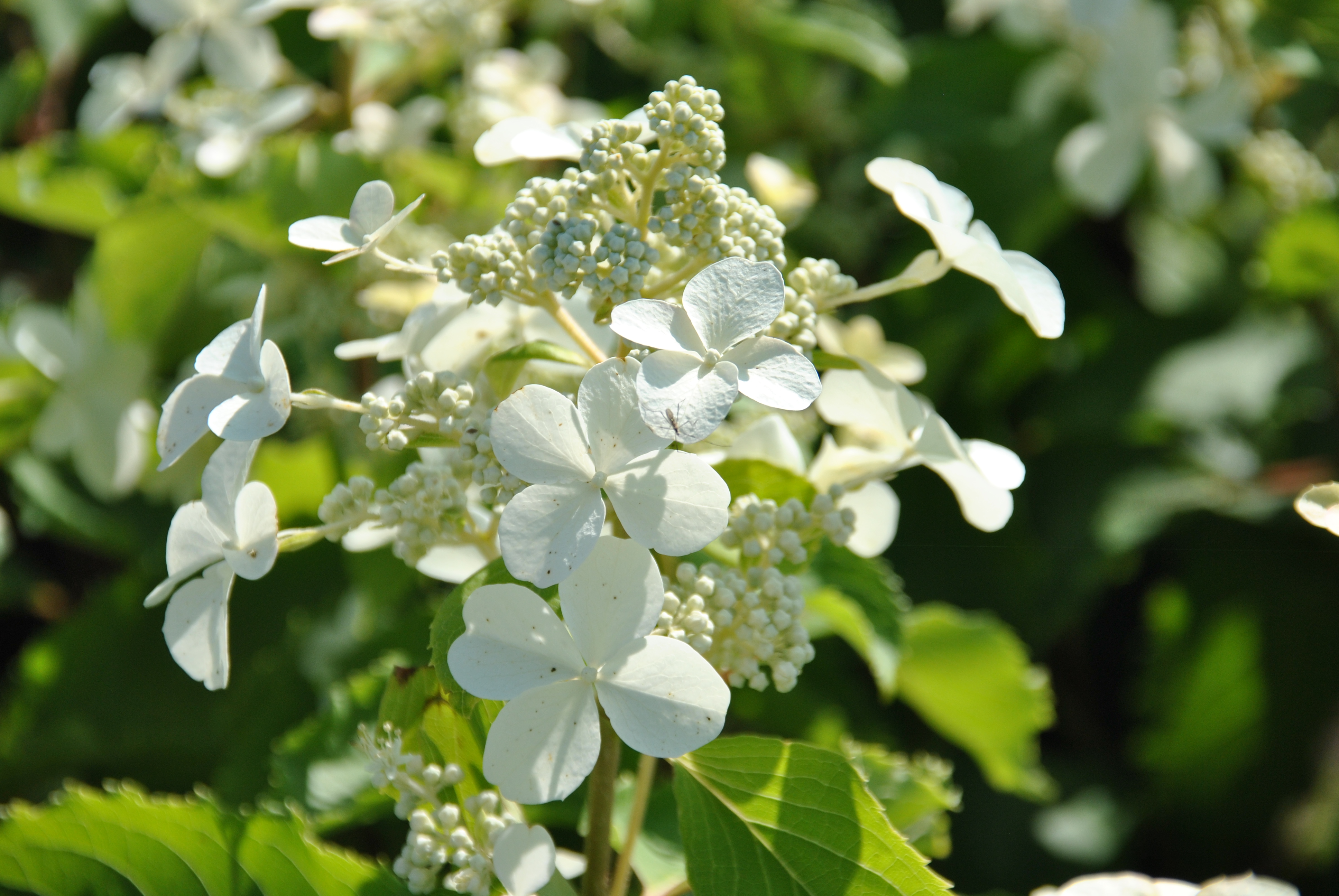 hydrangea paniculata 'Levana' - Les Jardins de Malorie