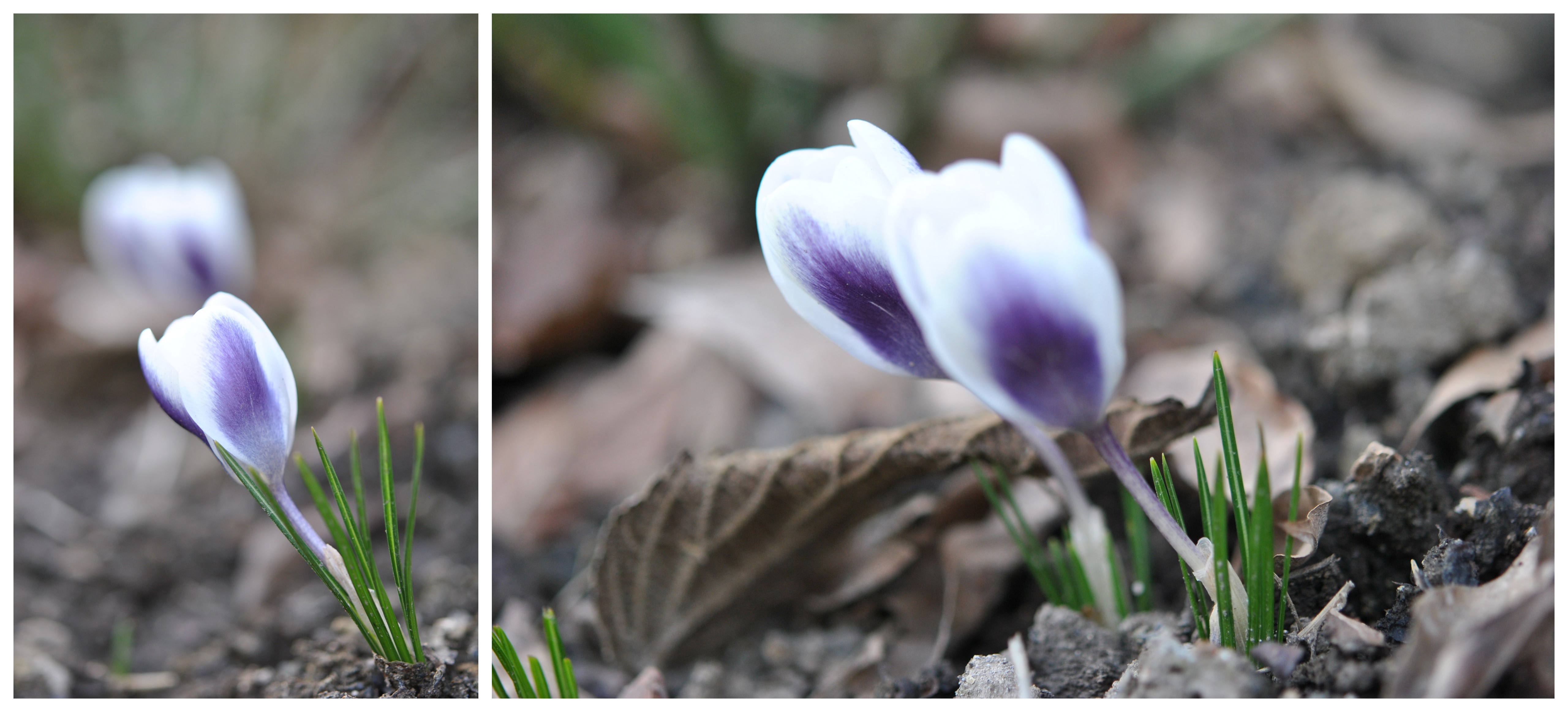 Crocus chrysanthus 'Prins Claus' - Les Jardins de Malorie