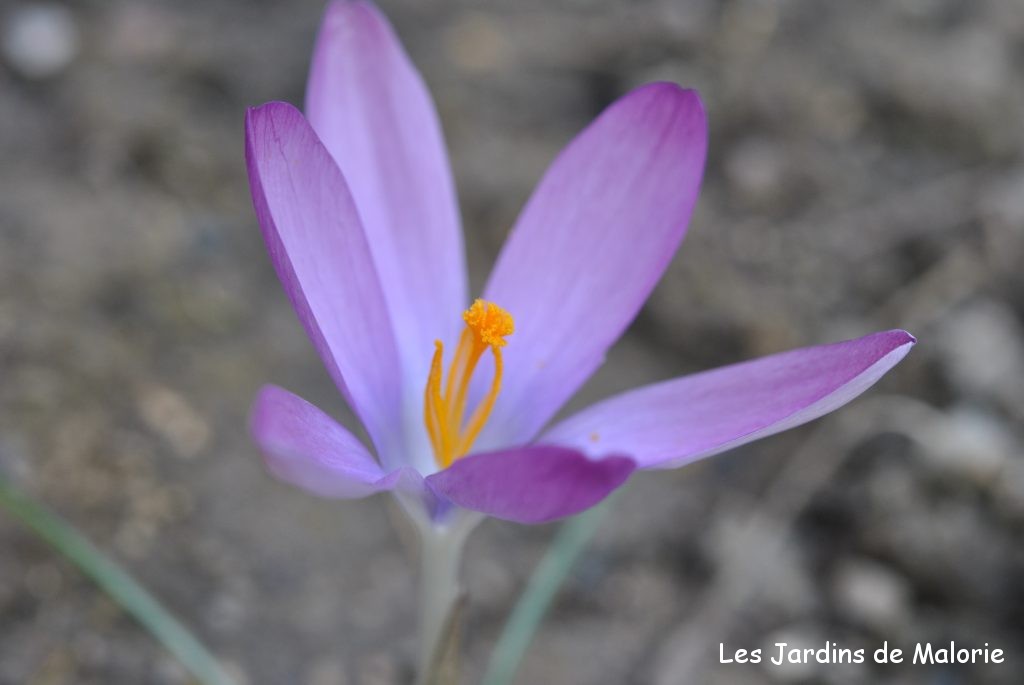 Crocus Species Tommasinianus Roseus - Les Jardins de Malorie