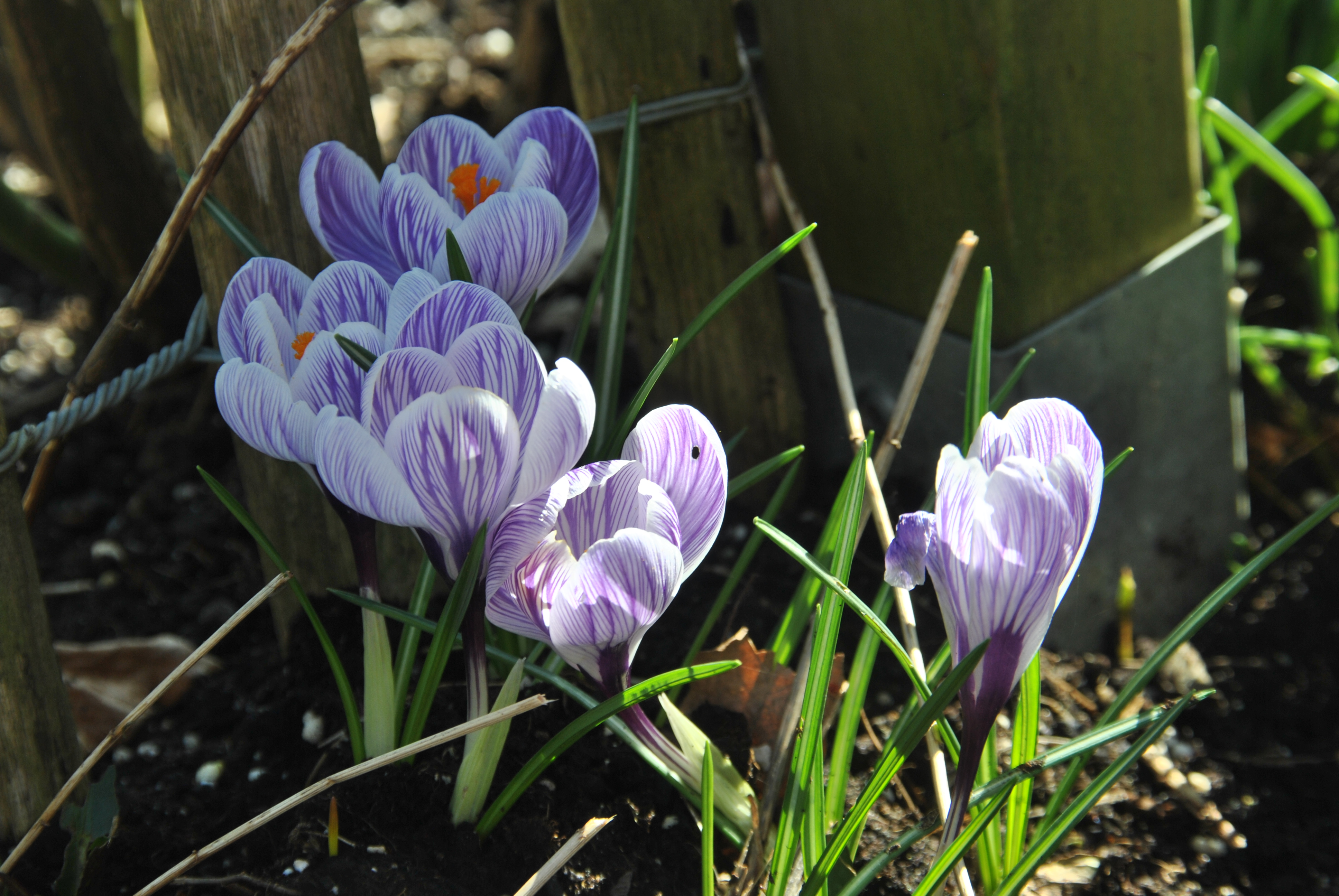 crocus Crocus vernus ‘Pickwick’ - Les Jardins de Malorie