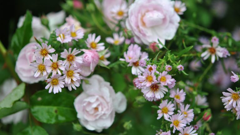 Les asters, les rois de l'automne! - Les Jardins de Malorie