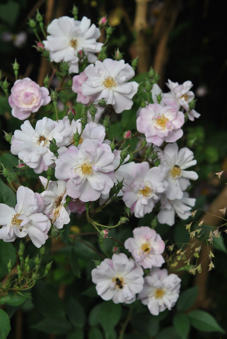 Focus sur 'Narrow Water', un rosier grimpant remontant - Les Jardins de ...