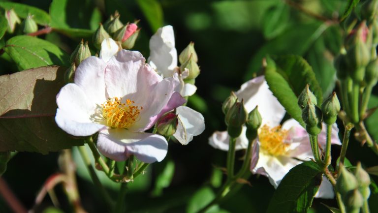 Focus sur le rosier 'Kathleen' - Les Jardins de Malorie
